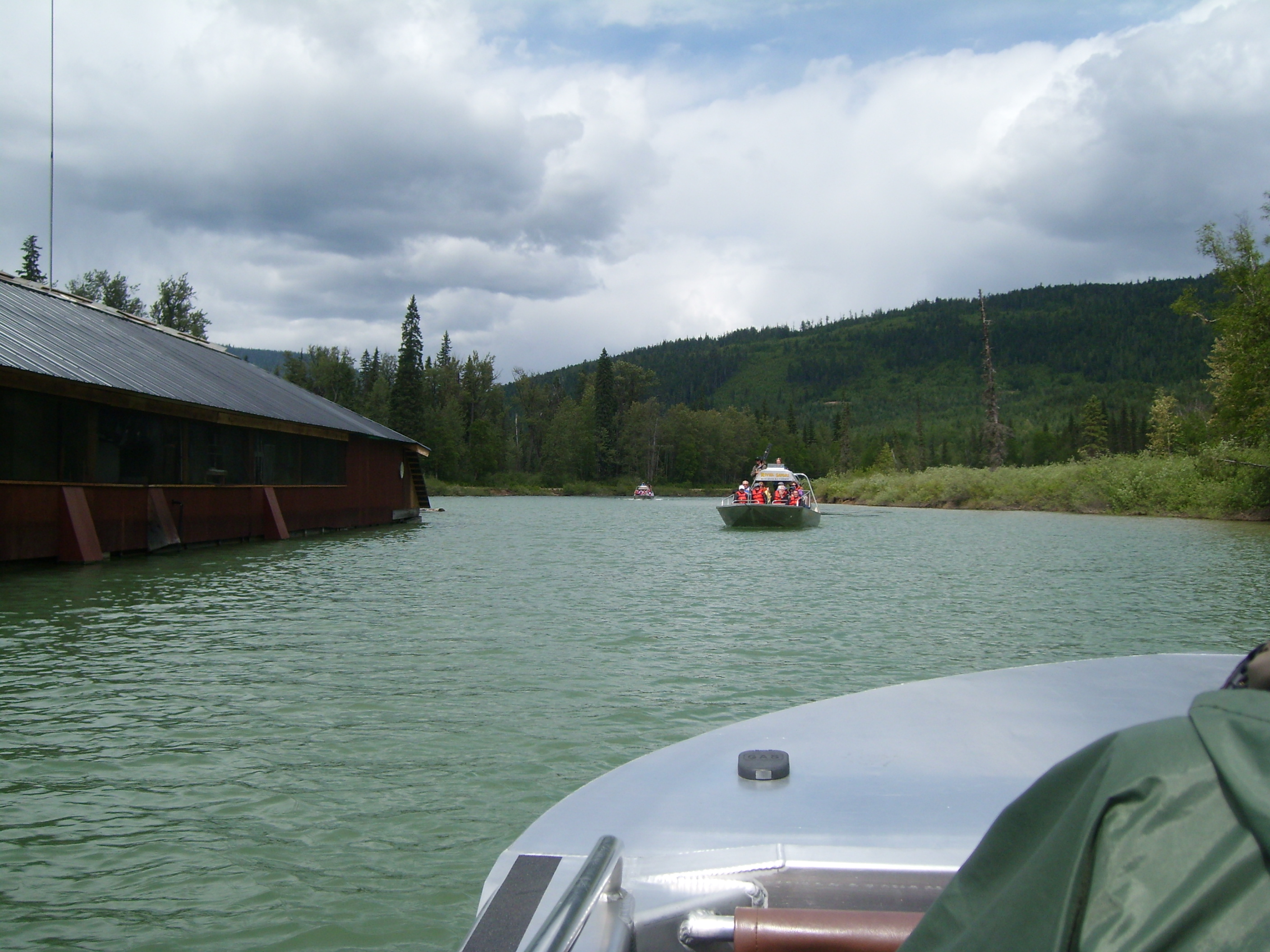 Black Bears in Blue River – Diary of a Tourist