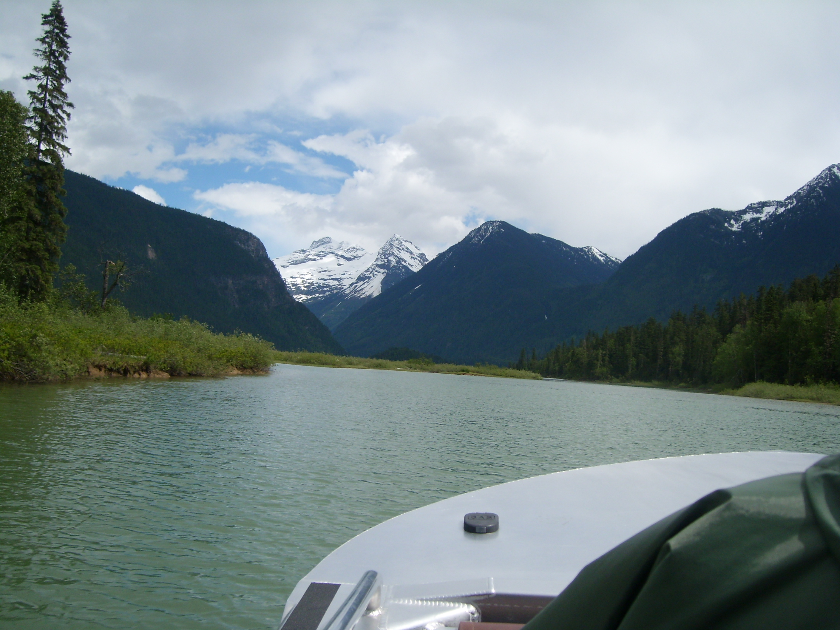 Black Bears in Blue River – Diary of a Tourist