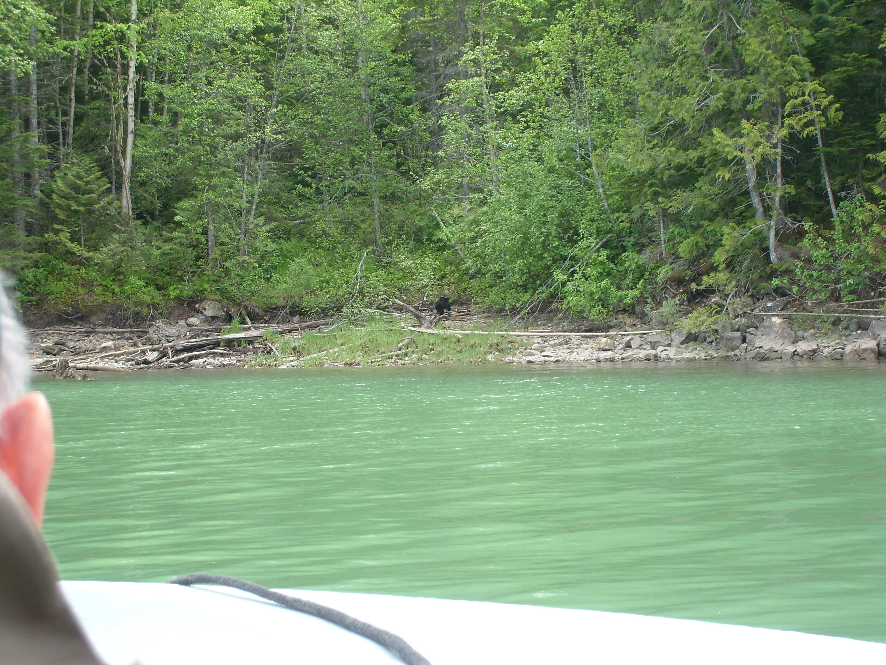 Black Bears in Blue River – Diary of a Tourist