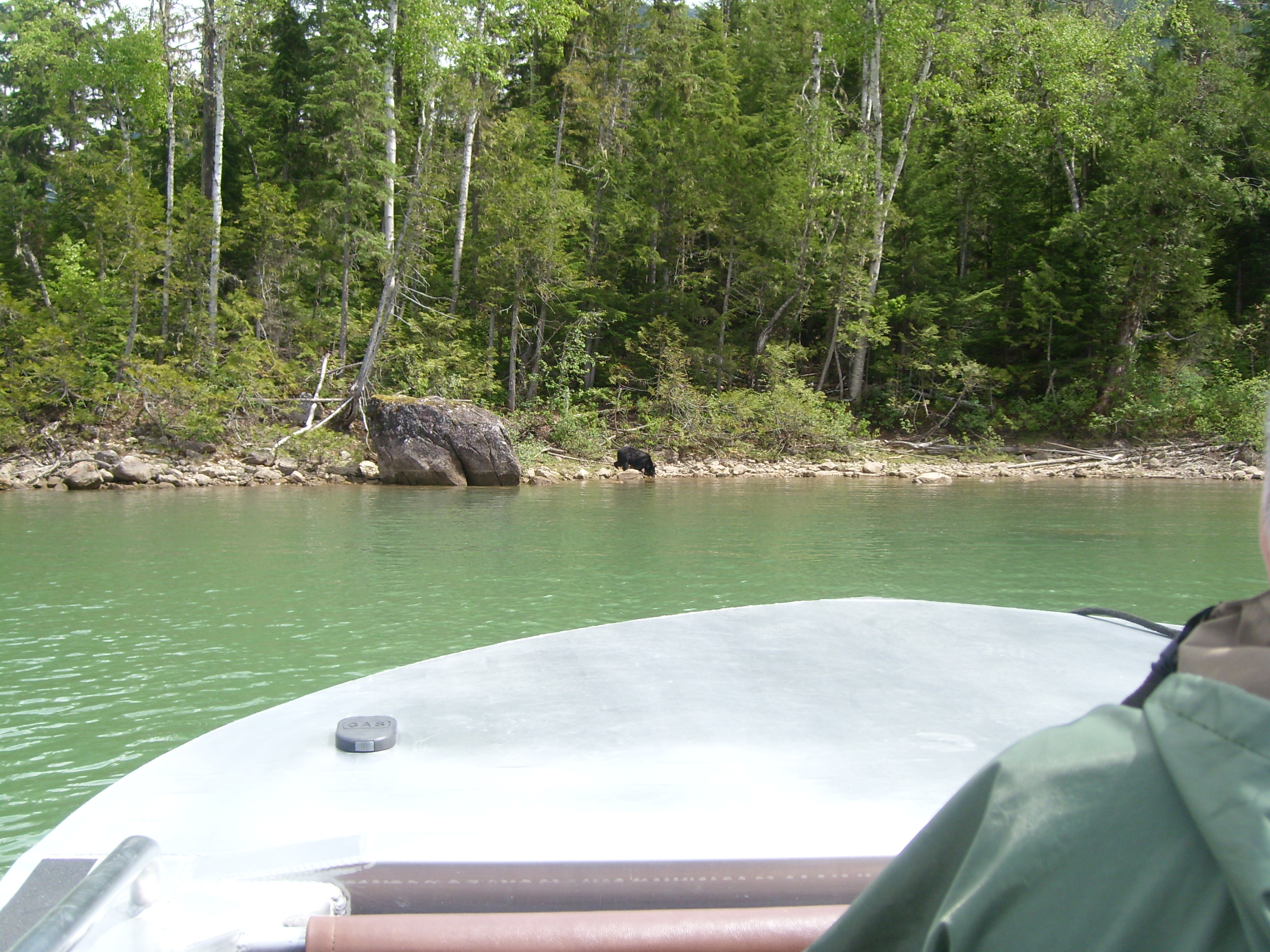 Black Bears in Blue River – Diary of a Tourist