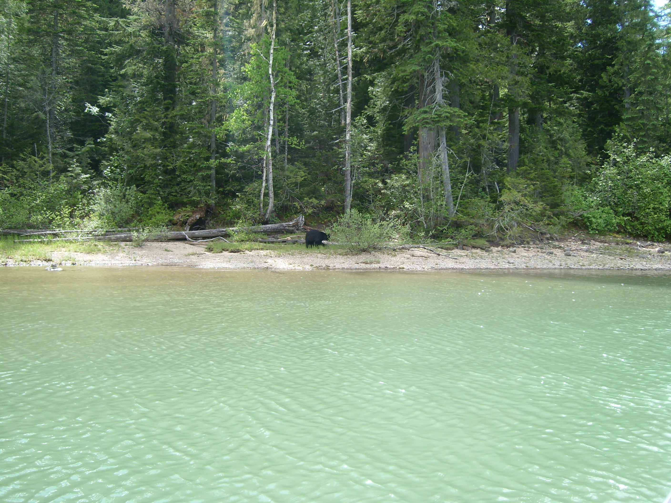 Black Bears in Blue River – Diary of a Tourist