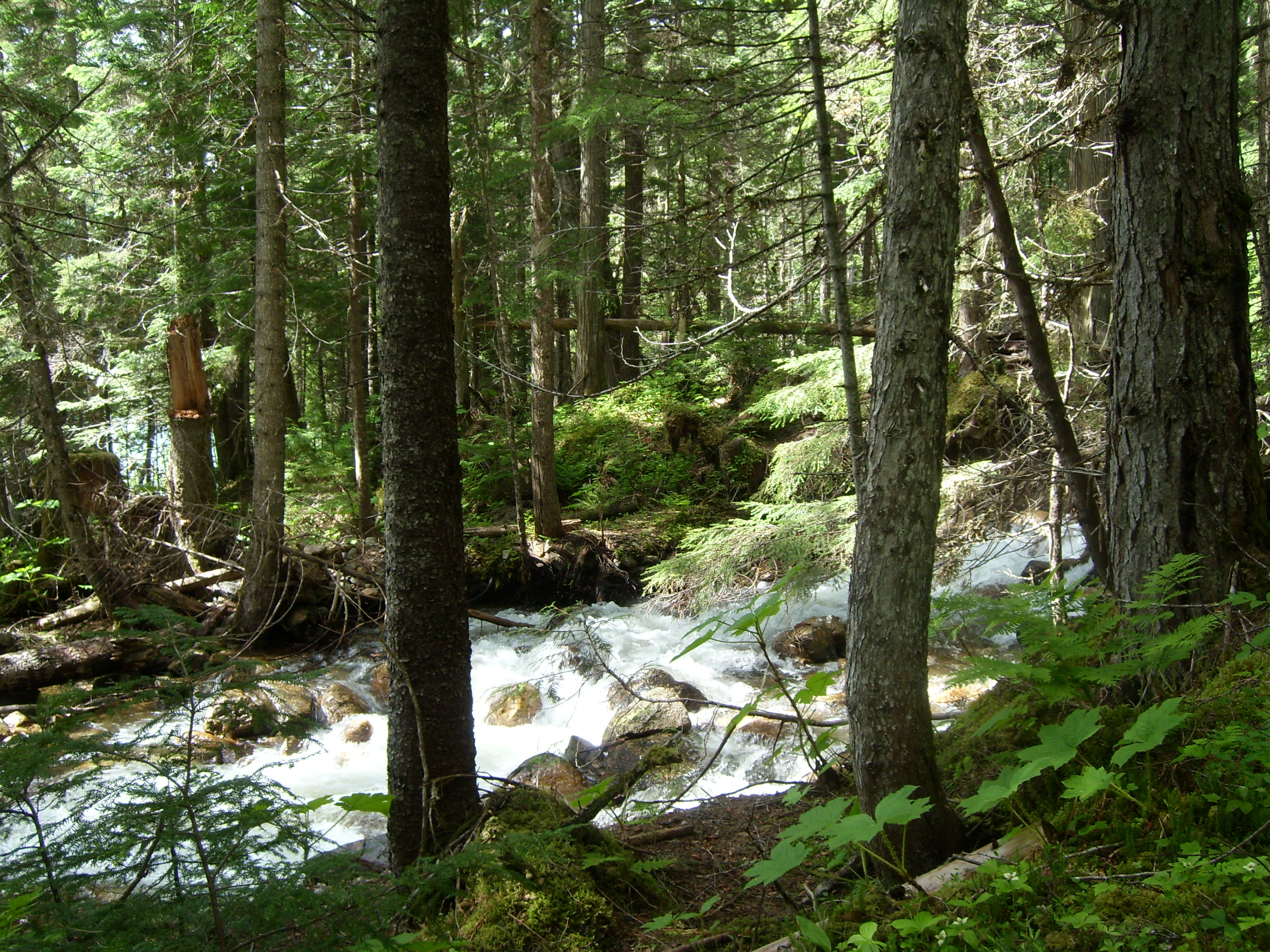 Black Bears in Blue River – Diary of a Tourist