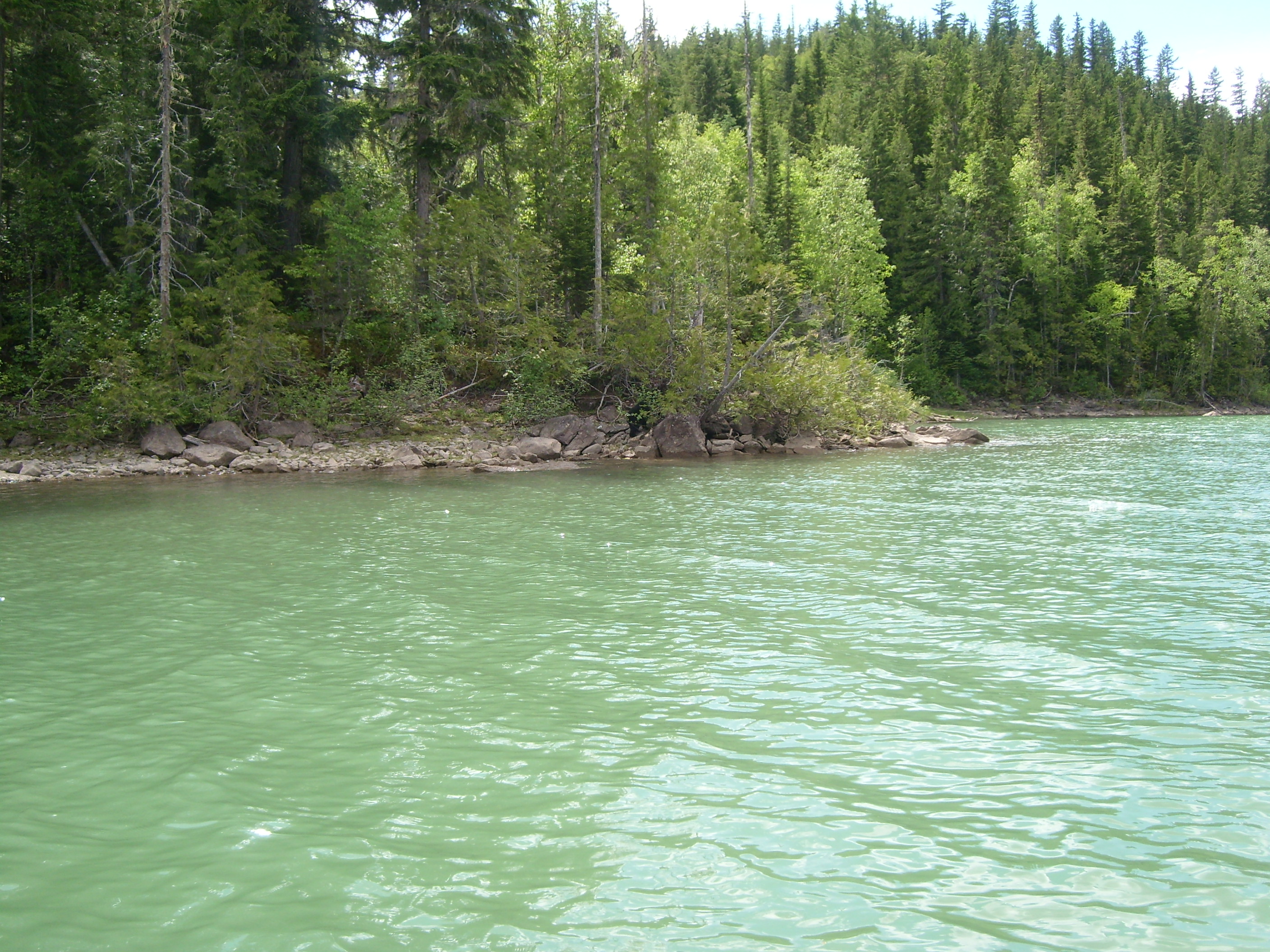 Black Bears in Blue River – Diary of a Tourist
