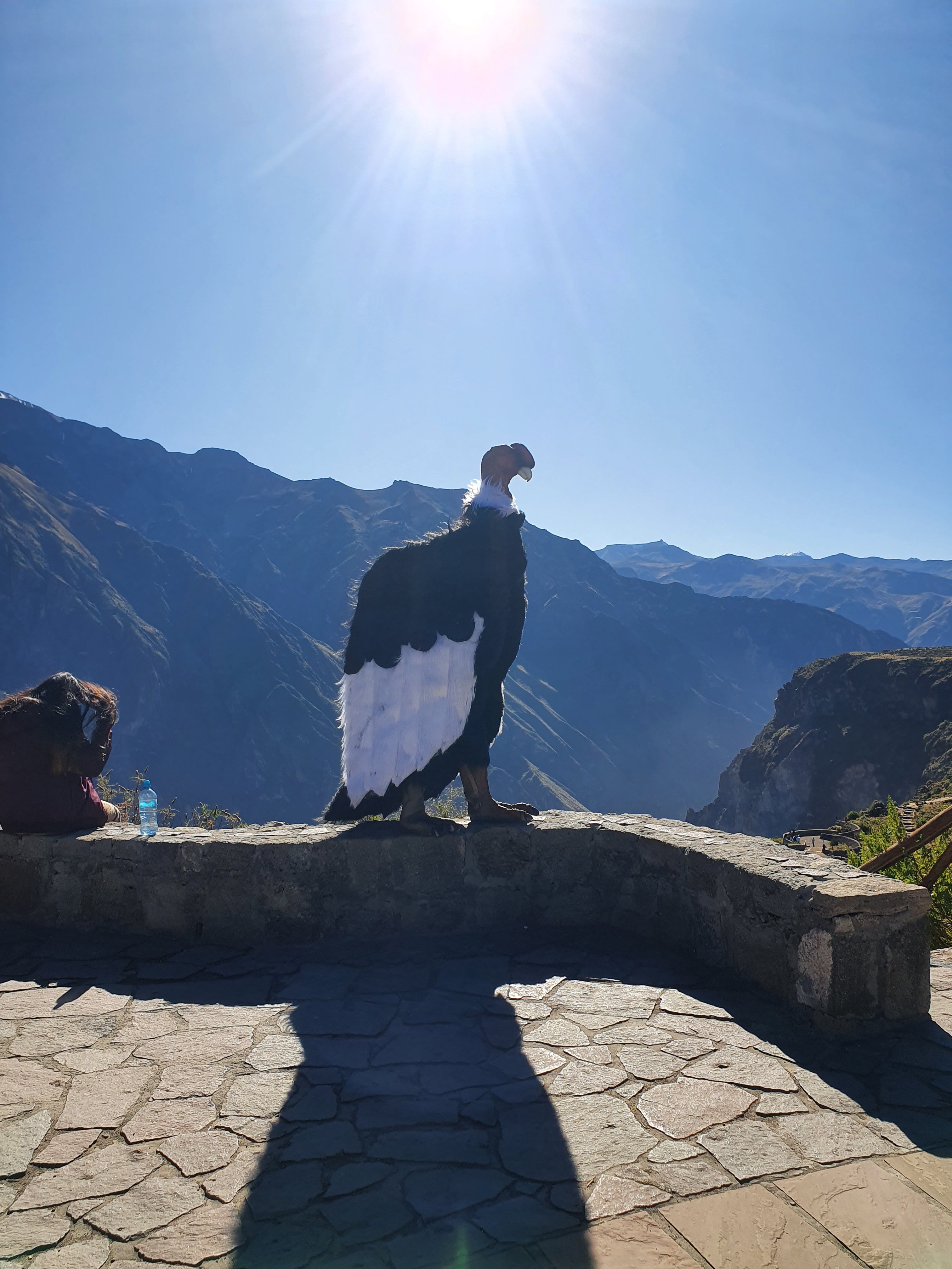 Peru Day 9 – Exploring Colca Canyon and Condor Cross – Diary of a Tourist